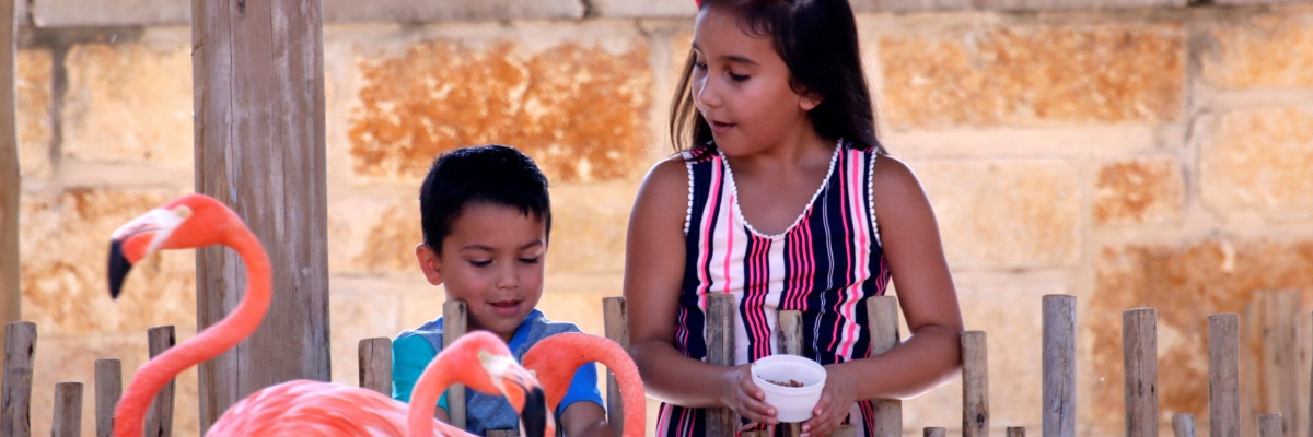Flamingo Mingle | San Antonio Zoo