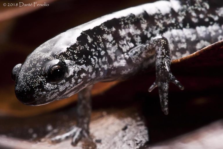 Other Projects | San Antonio Zoo