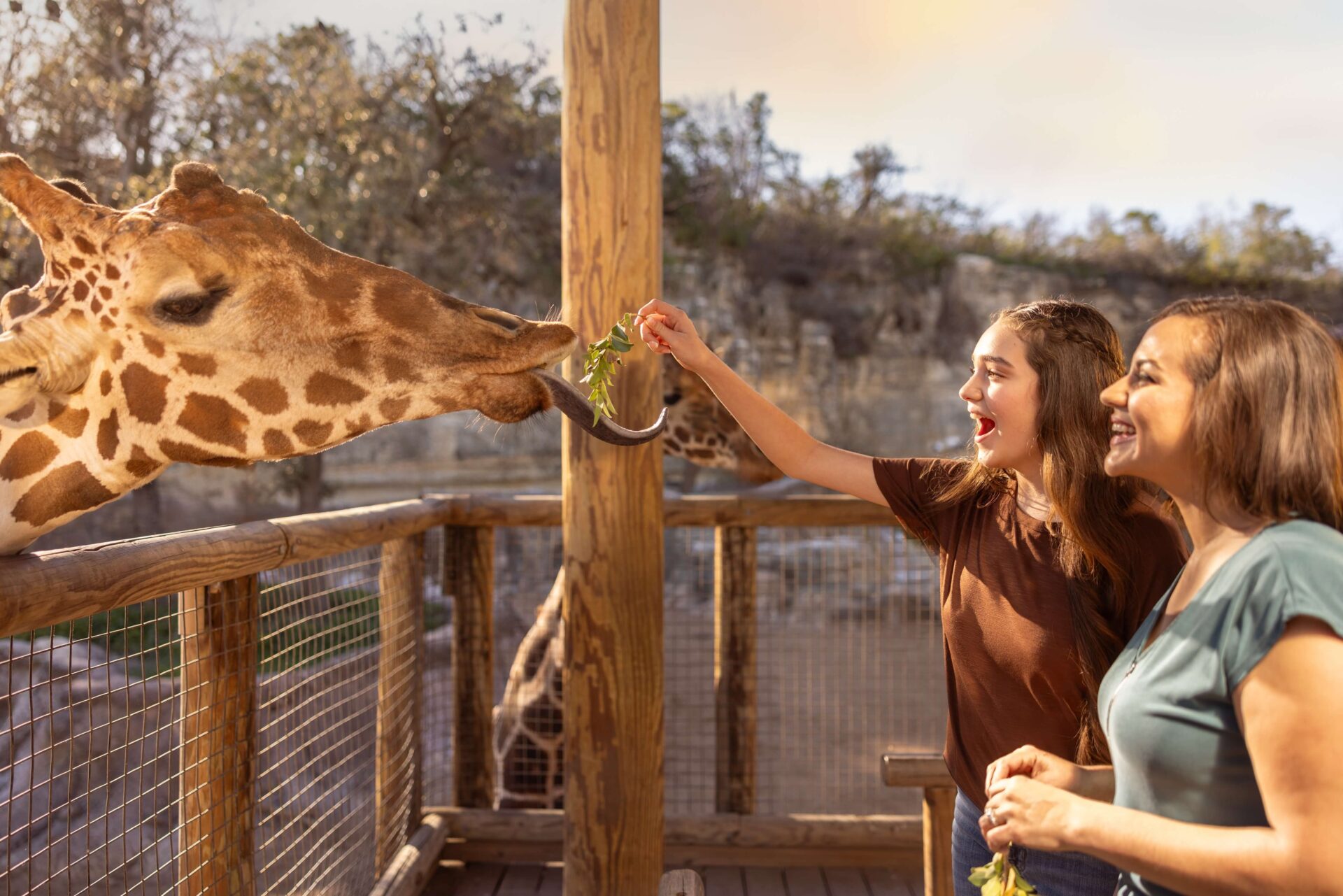 San Antonio Zoo Overnight - Stay at Spekboom Lodge